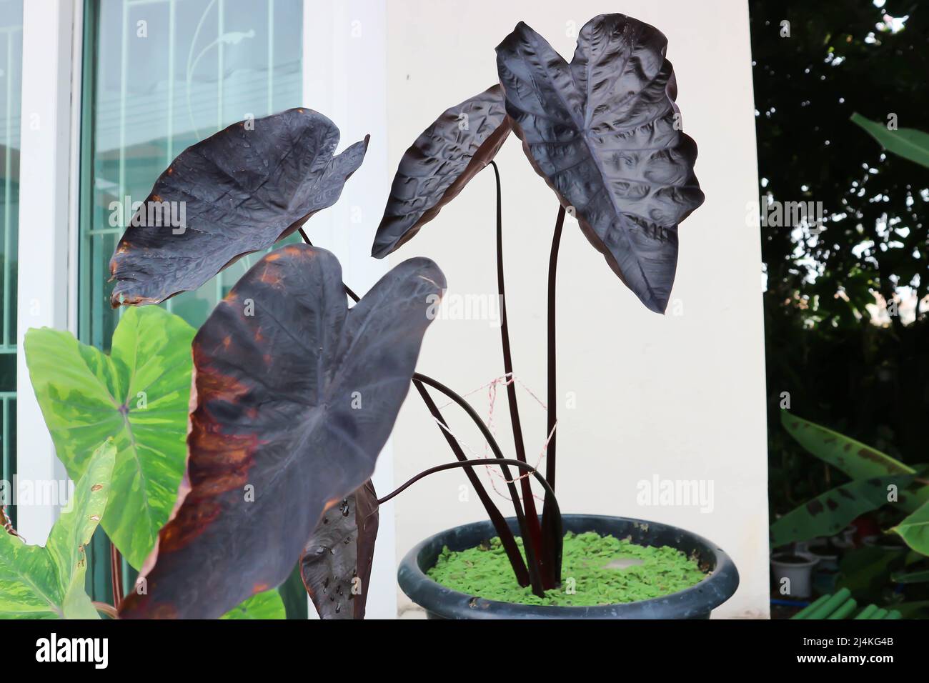colocasia black ripple , Colocasia or black Colocasia plant and ...