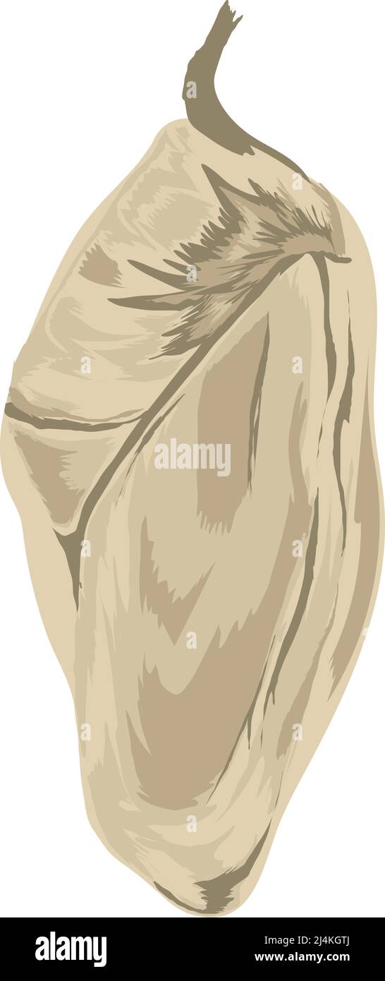 chrysalis vector flat Stock Vector Image & Art - Alamy