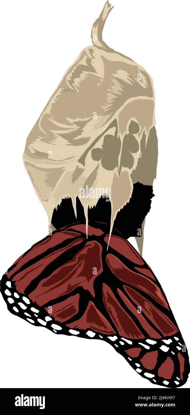 Butterfly wing development Cut Out Stock Images & Pictures - Alamy