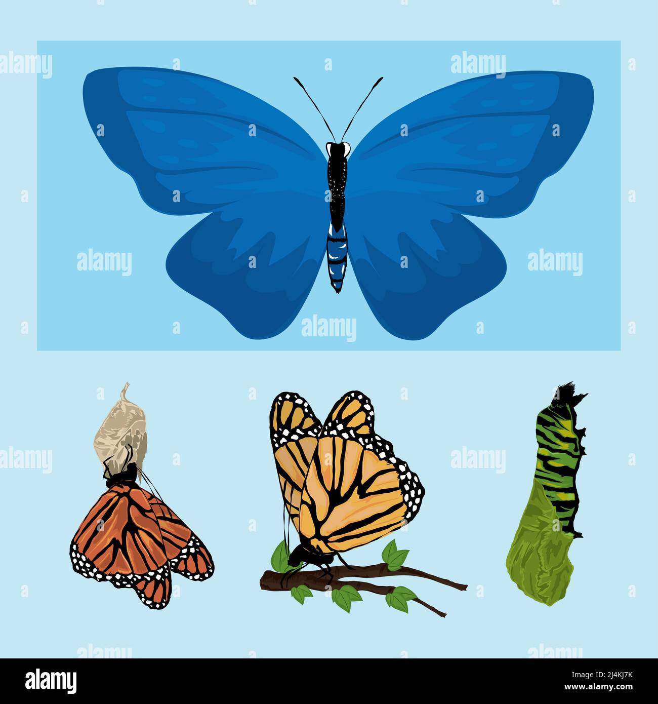 butterfly evolutionary shape Stock Vector Image & Art - Alamy