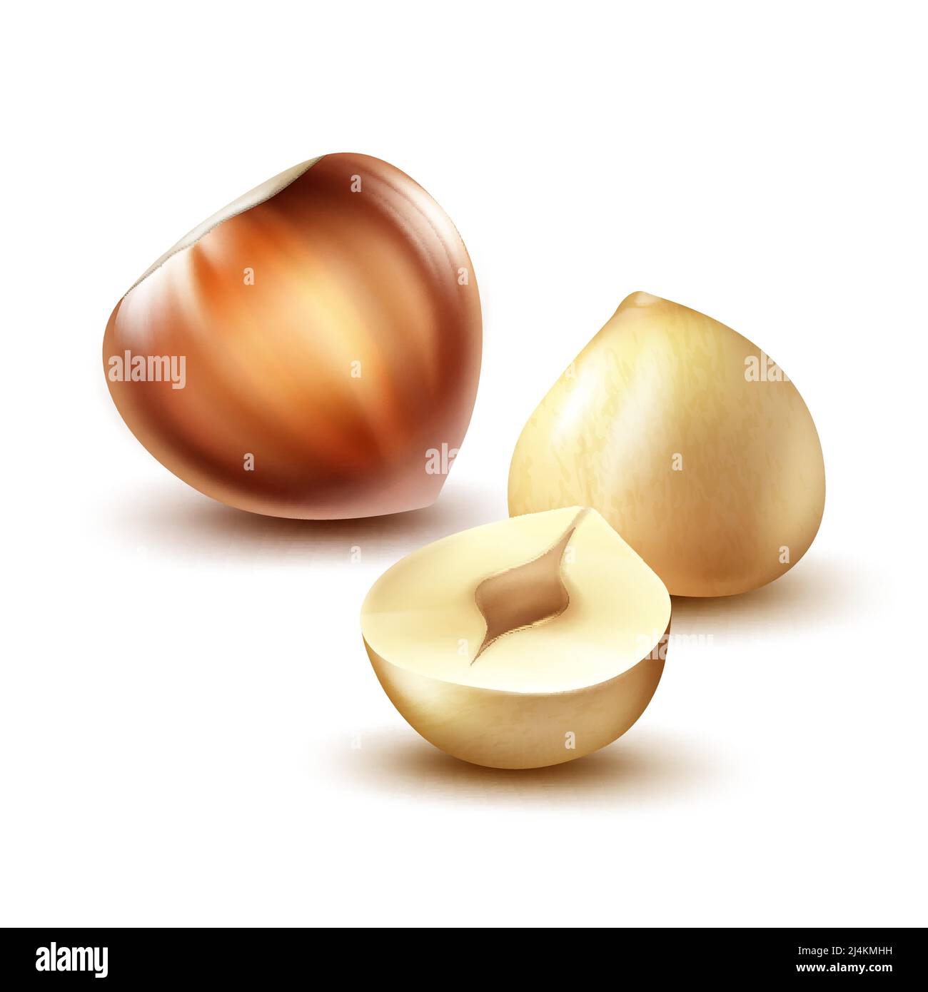 Vector realistic whole and cut hazelnuts close up side view isolated on ...