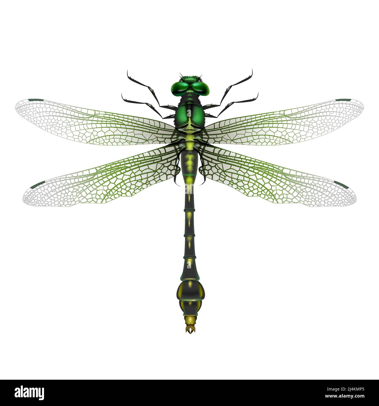 Vector realistic Gomphus vulgatissimus dragonfly close up top view ...