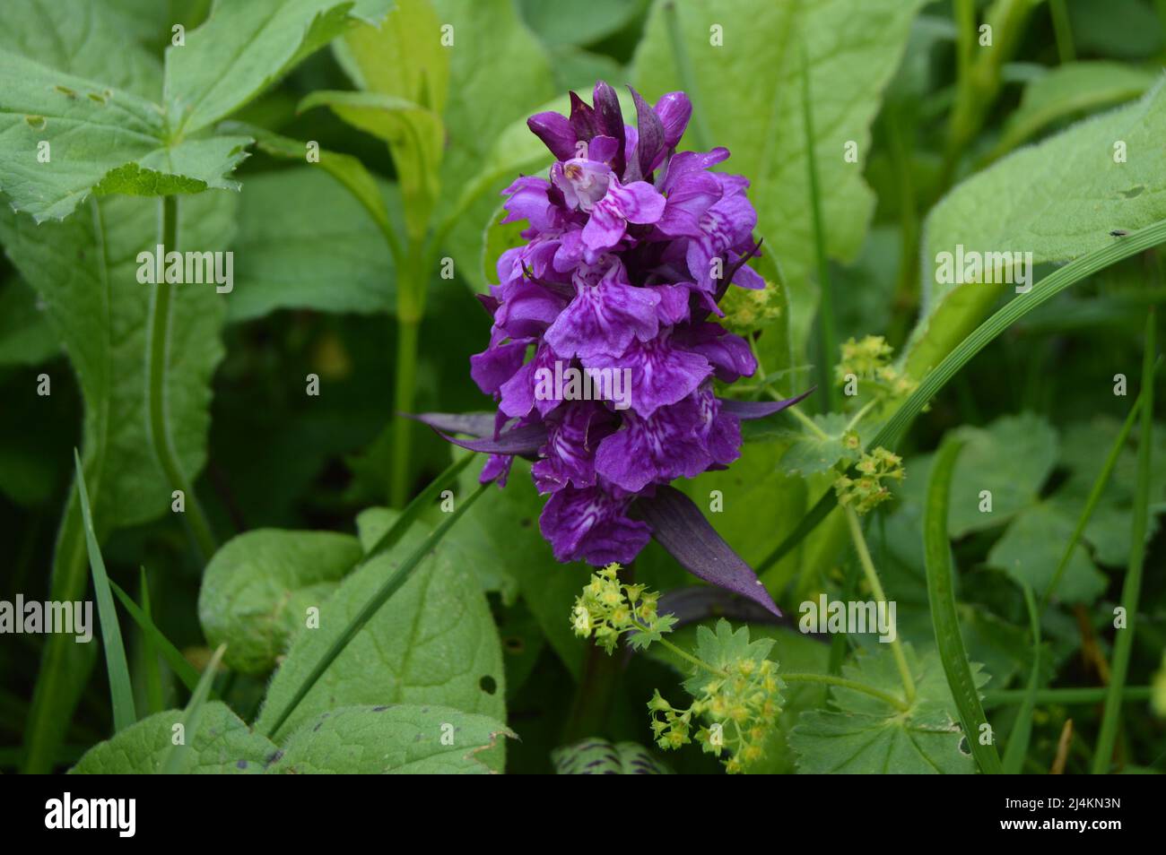 Mountain flora of Bosnia and Herzegovina Stock Photo - Alamy