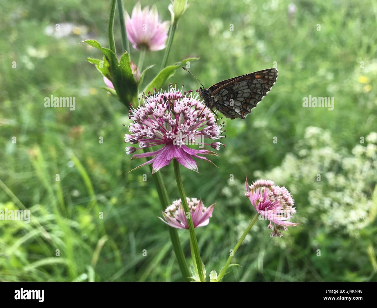 Mountain flora of Bosnia and Herzegovina Stock Photo - Alamy