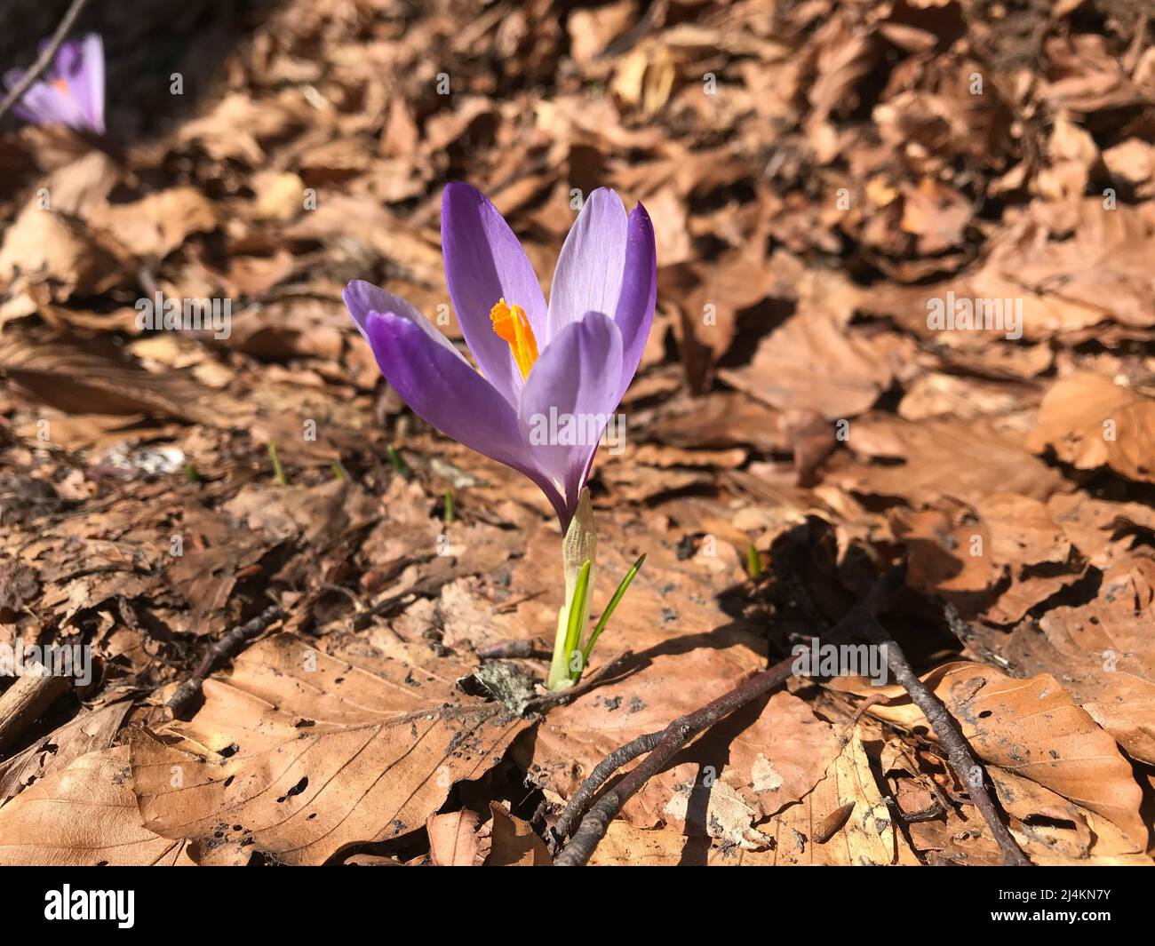 Mountain flora of Bosnia and Herzegovina Stock Photo - Alamy