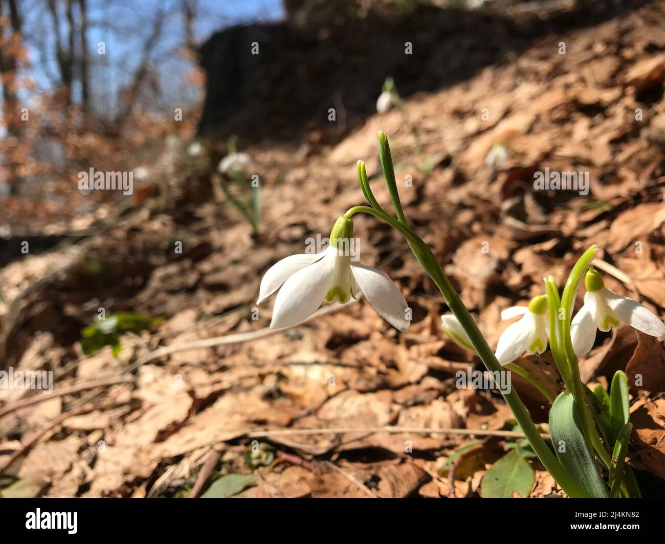 Mountain flora of Bosnia and Herzegovina Stock Photo - Alamy