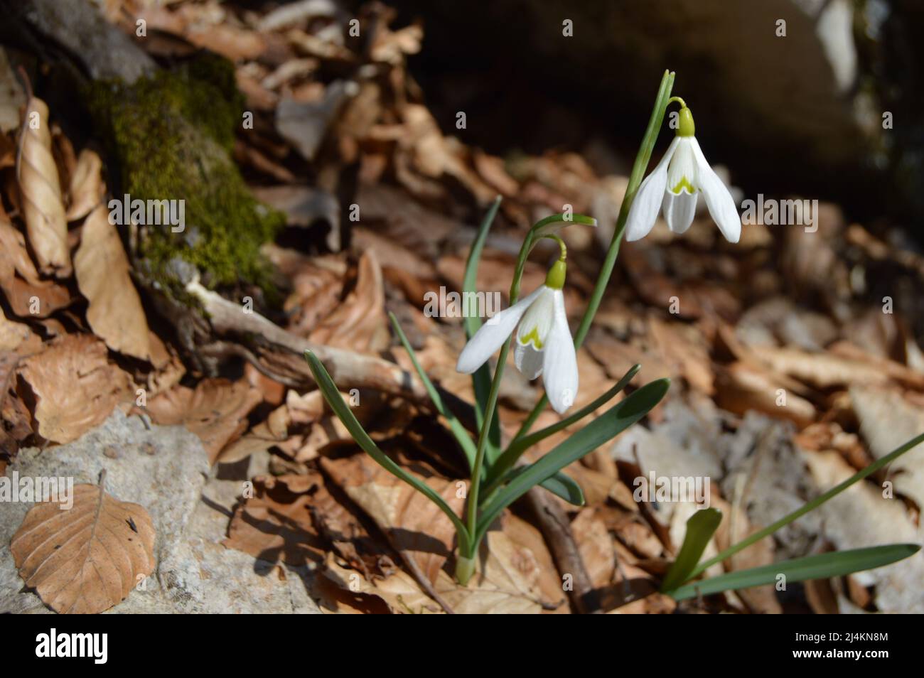 Mountain flora of Bosnia and Herzegovina Stock Photo - Alamy