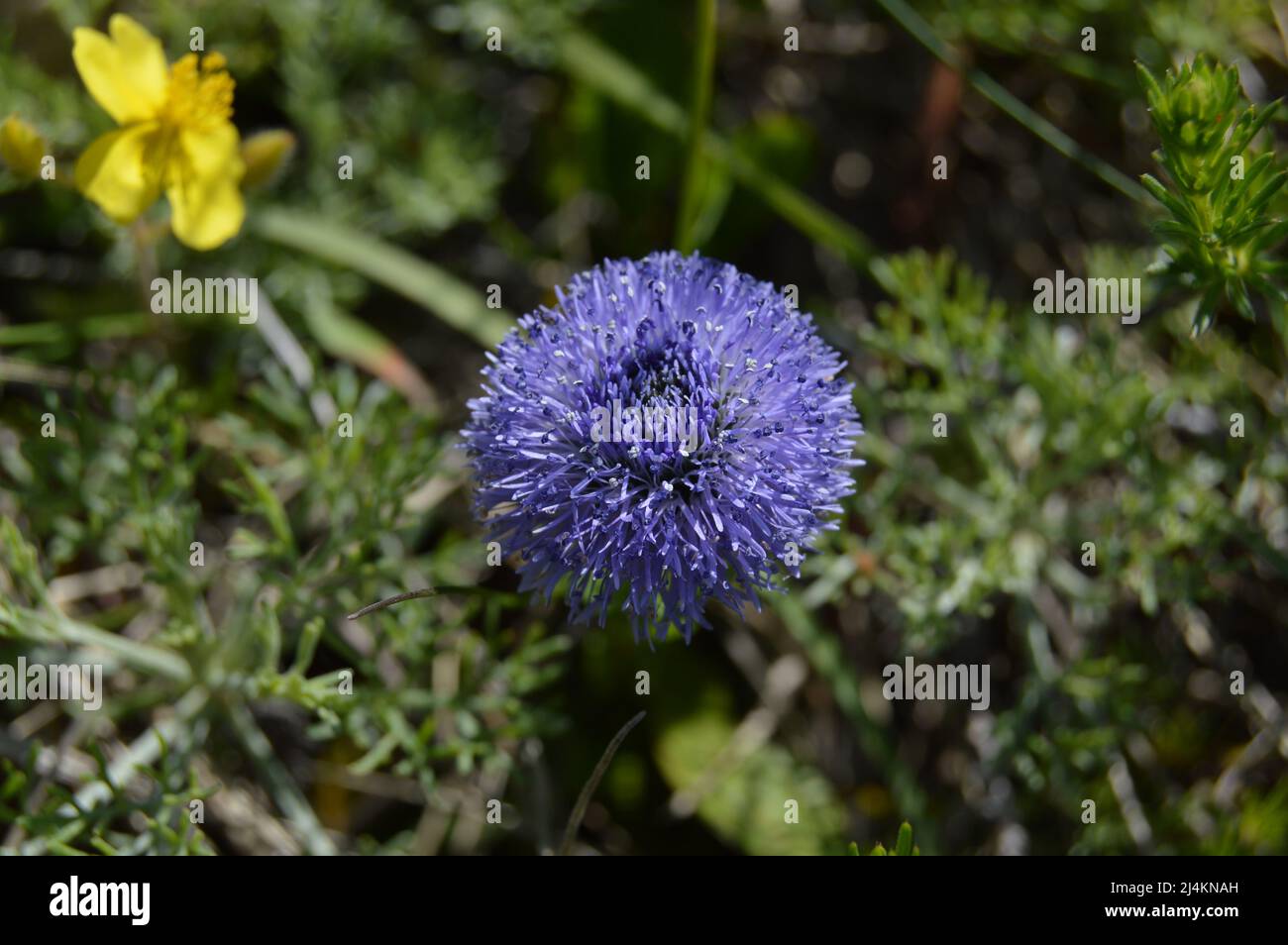 Mountain flora of Bosnia and Herzegovina Stock Photo - Alamy