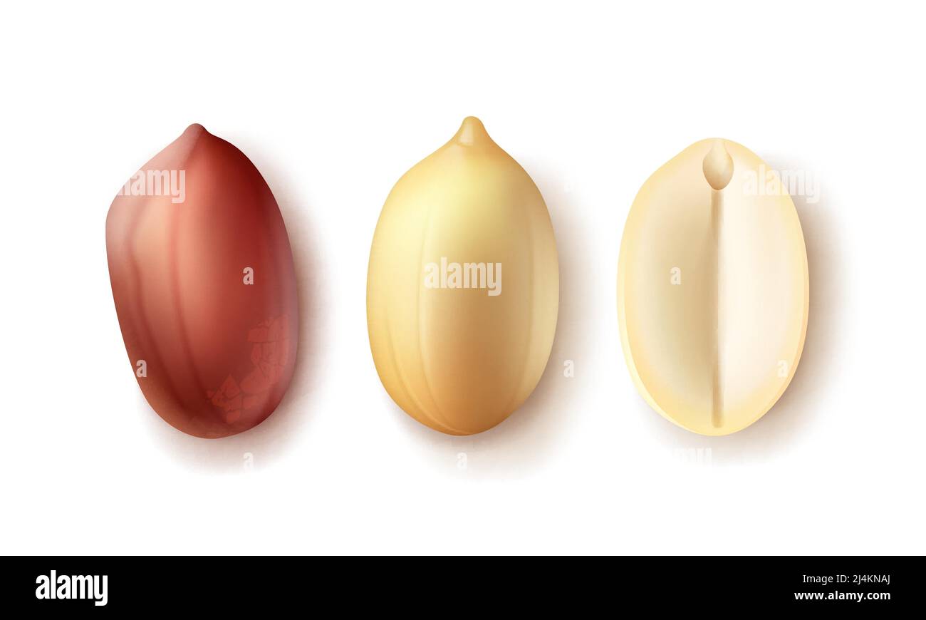 Vector set of whole and half peeled, unpeeled peanut kernels top view ...