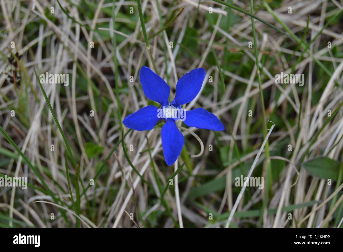 Mountain flora of Bosnia and Herzegovina Stock Photo - Alamy