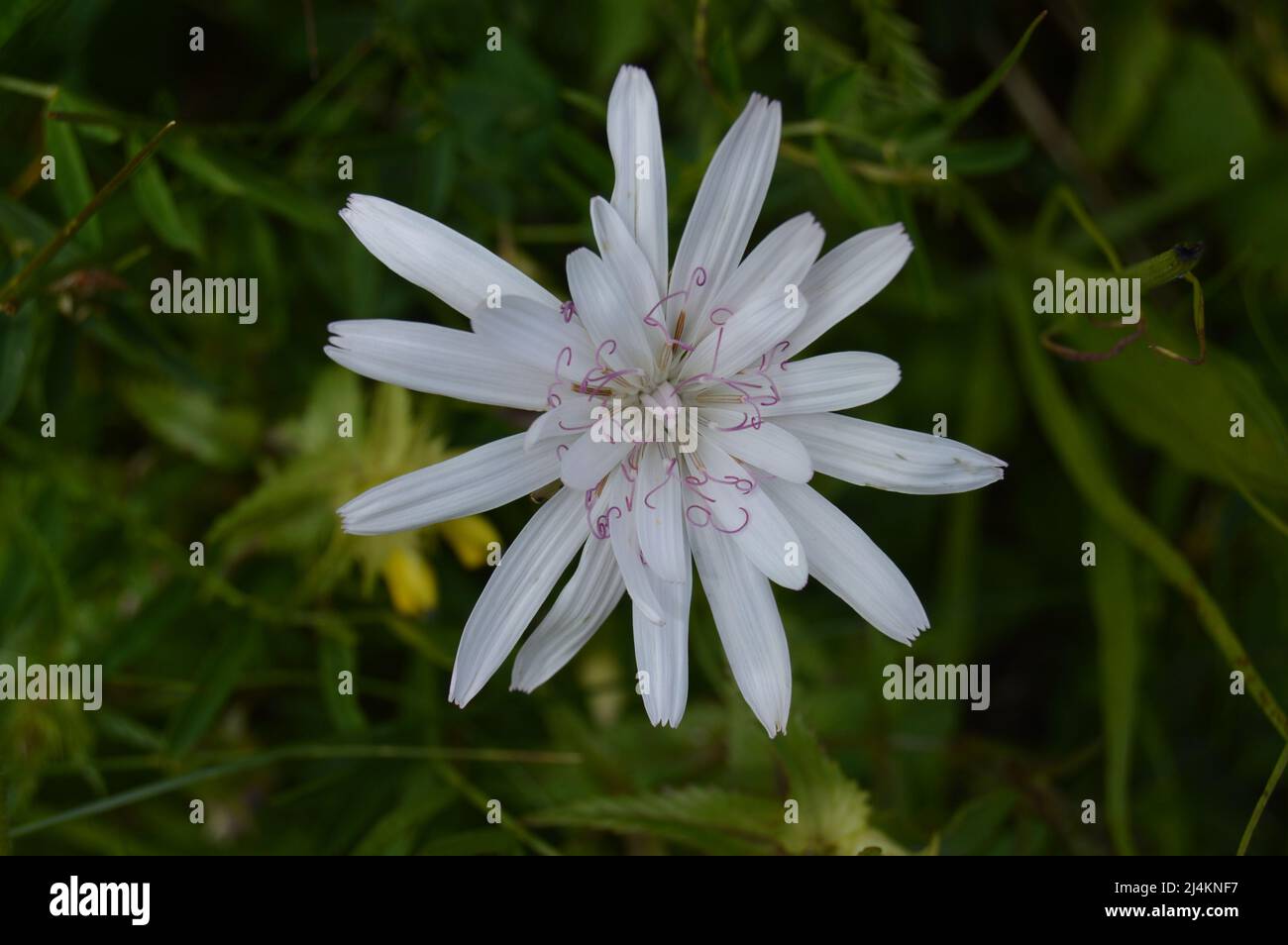 Mountain flora of Bosnia and Herzegovina Stock Photo - Alamy