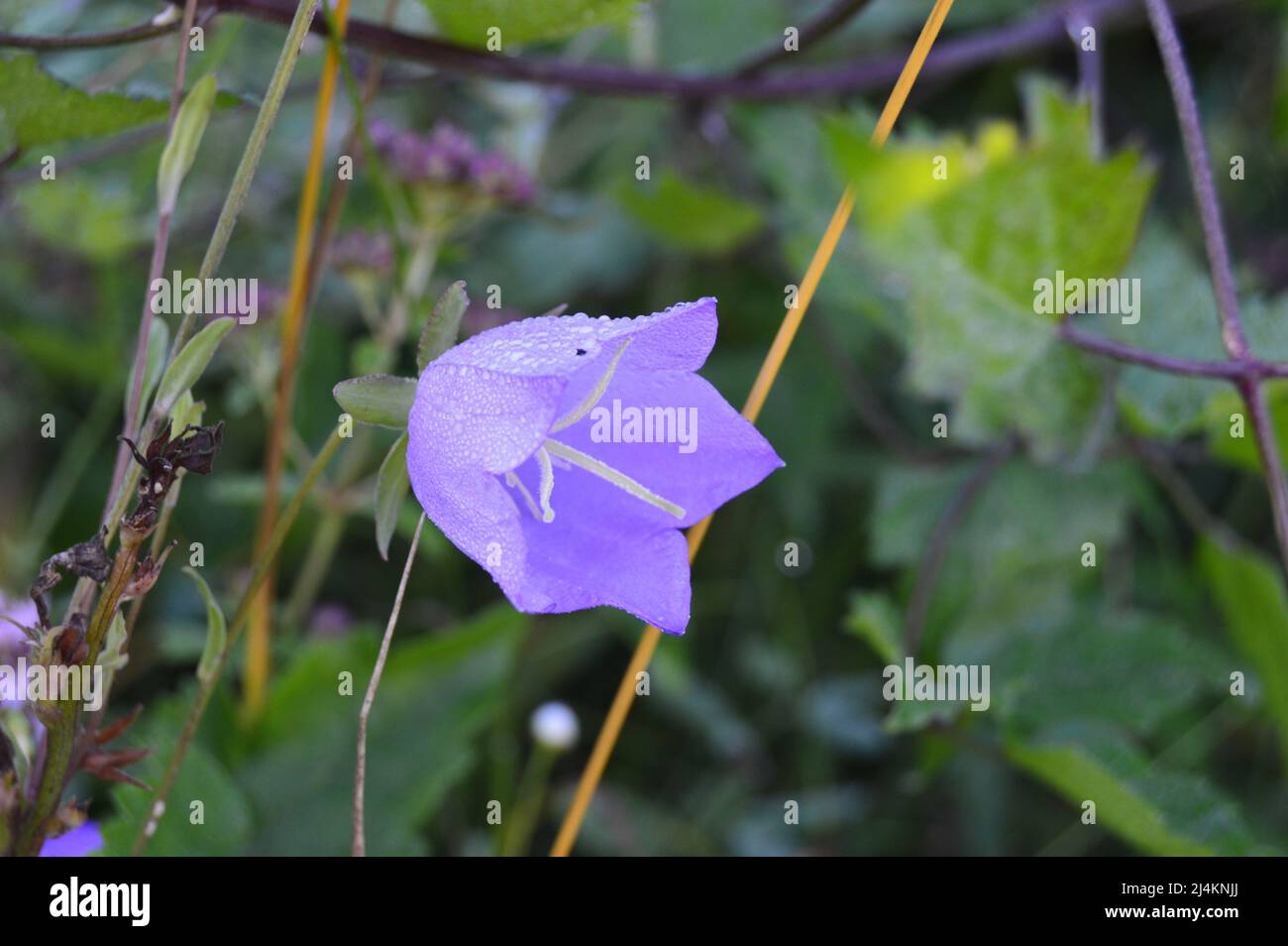 Mountain flora of Bosnia and Herzegovina Stock Photo - Alamy