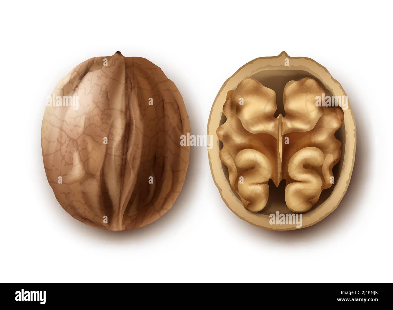 Vector two whole and cracked walnuts close up side view isolated on ...