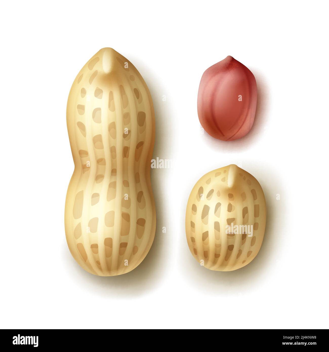 Vector set of whole peanuts with shell close up top view isolated on ...