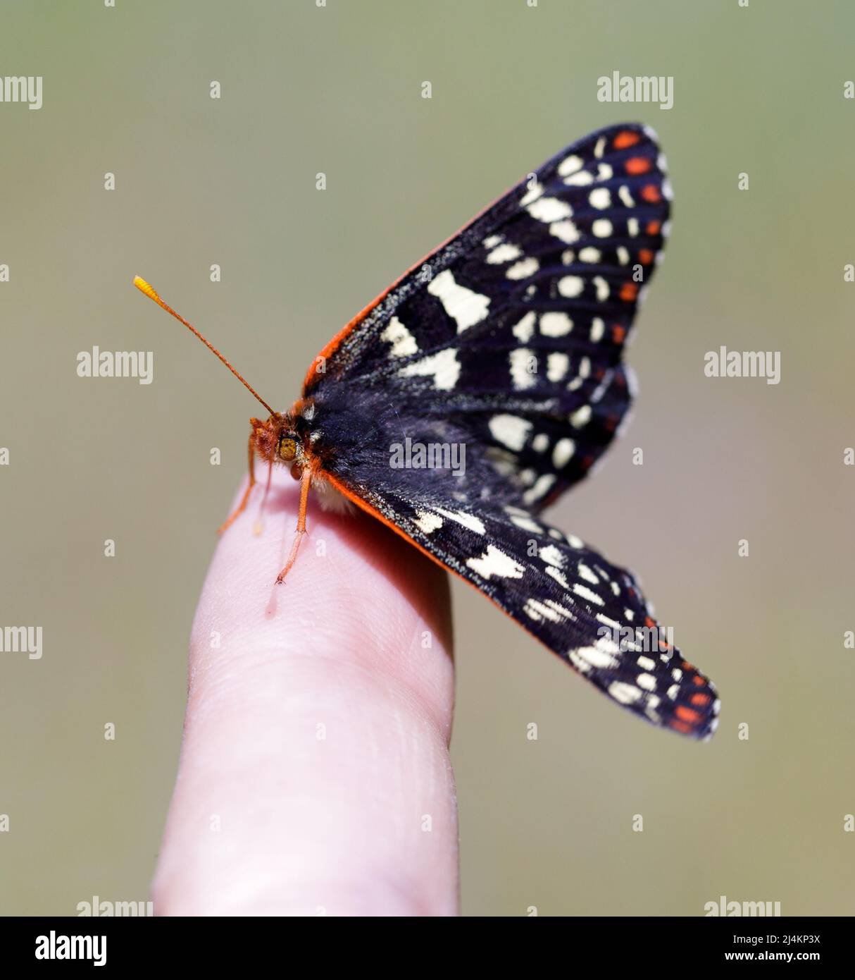 Chalcedon Checkerspot perched on human's fingertip in Northern ...