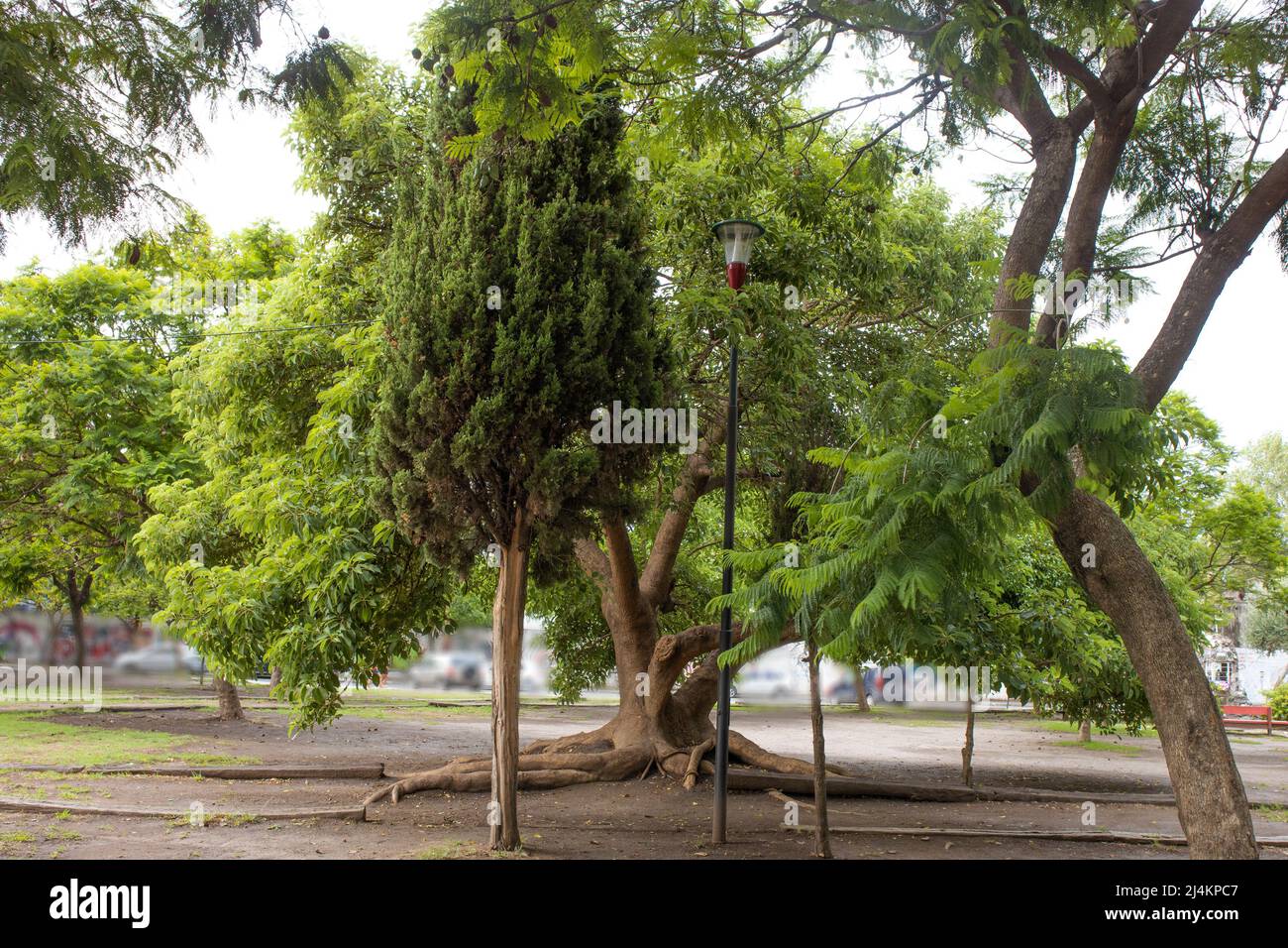 Large leaf rough texture hi-res stock photography and images - Alamy
