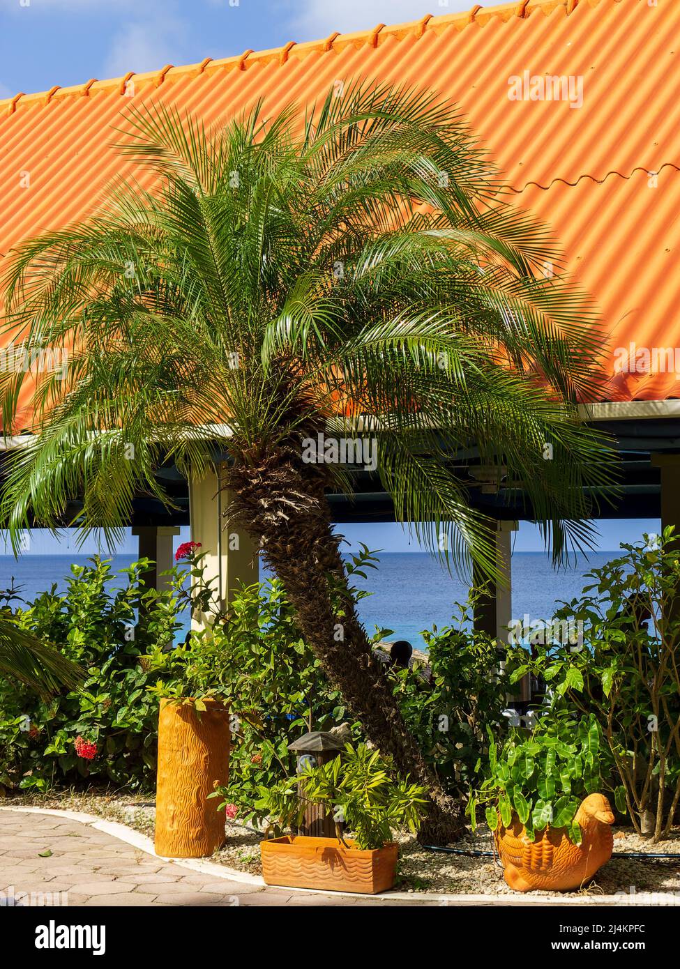 Palm tree along a resort pathway in front of a resort facility Stock ...