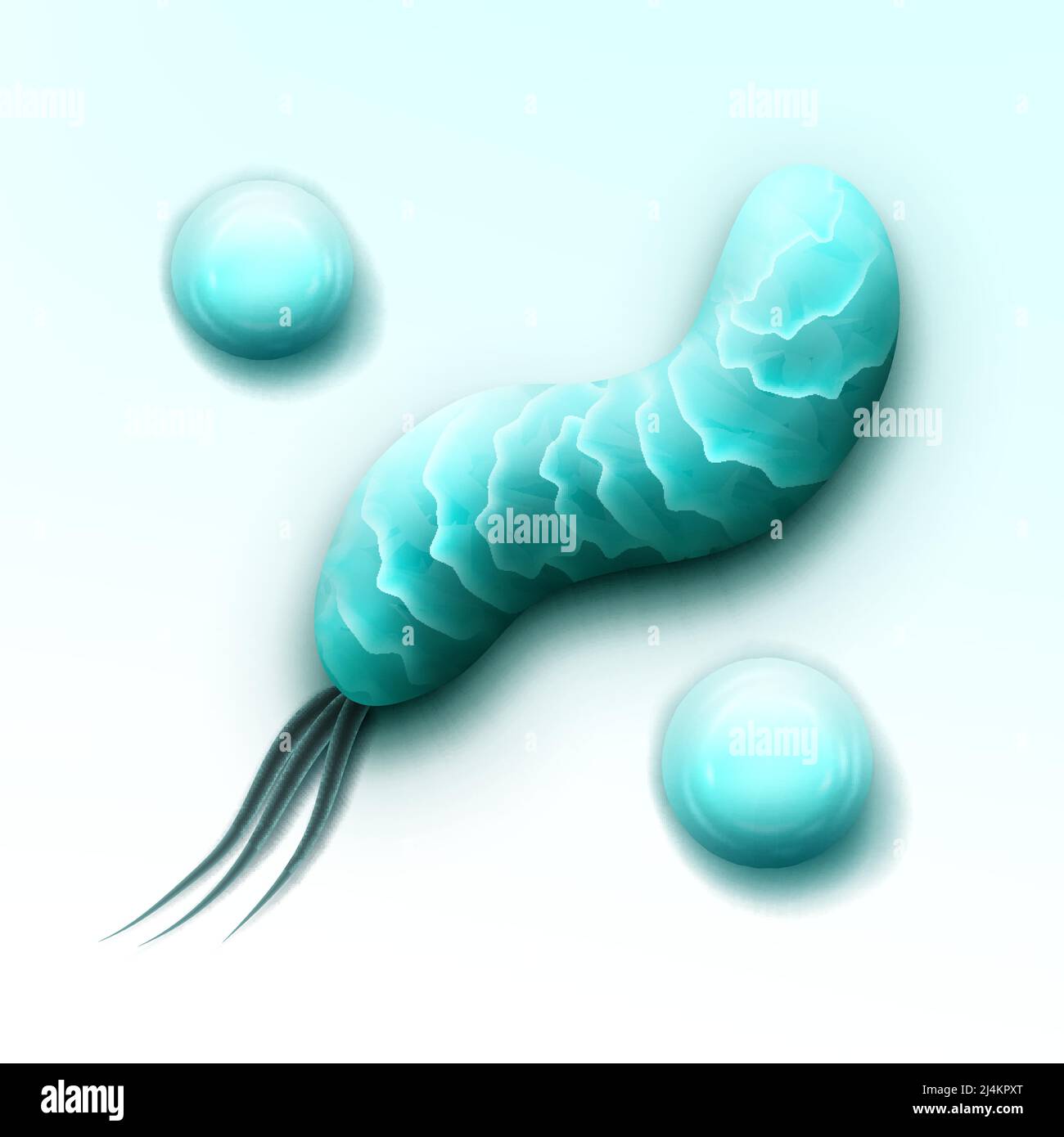 Spirilla Bacteria Structure