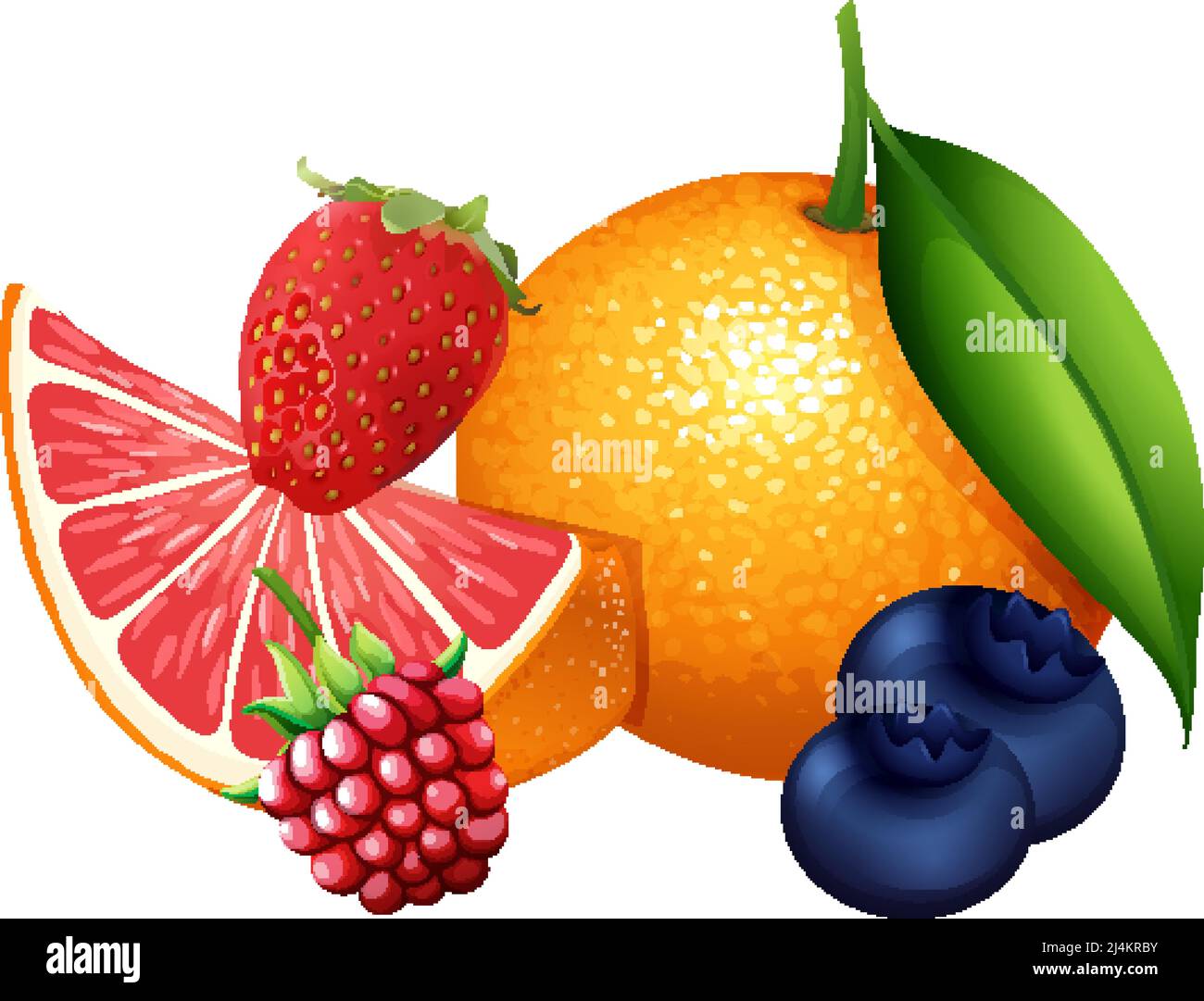 Set of citrus fruits on white background illustration Stock Vector ...