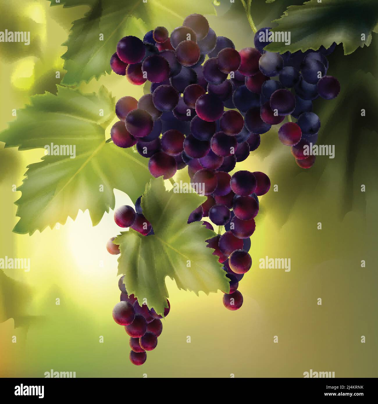 Landscape vineyard grapes in Stock Vector Images - Alamy