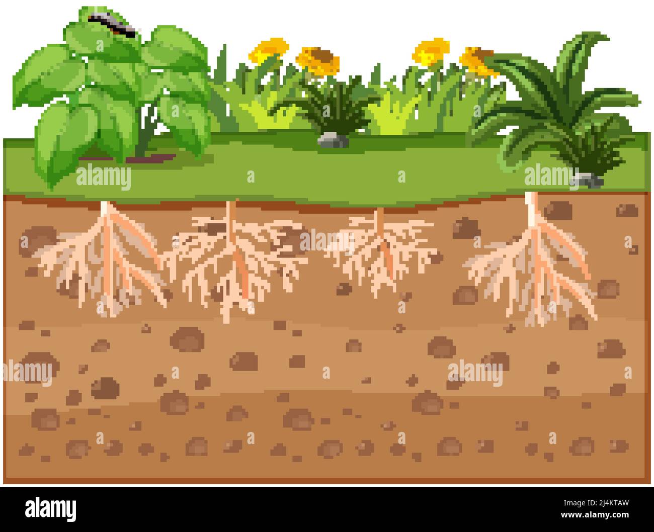Scientific education of plant and its root illustration Stock Vector ...
