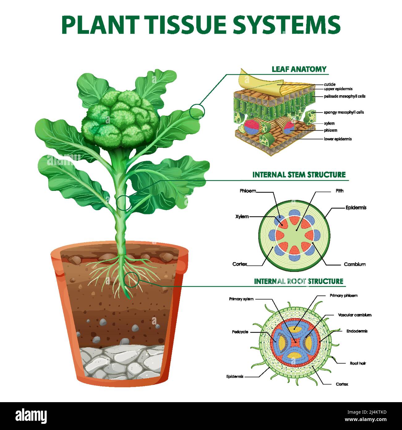 Vascular Plant Tissue
