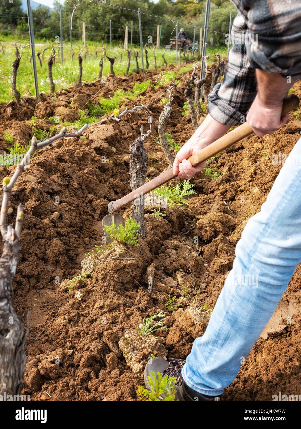 Farmer with the hoe frees the base of the plants of a vineyard from the ...