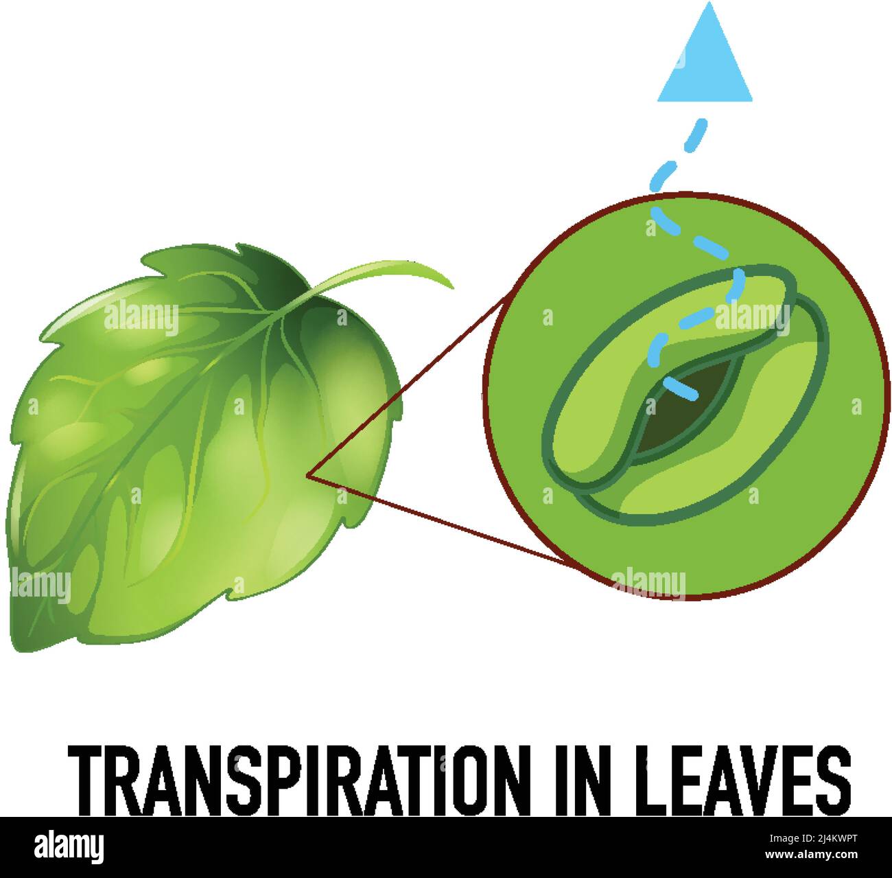 Transpiration In Leaves