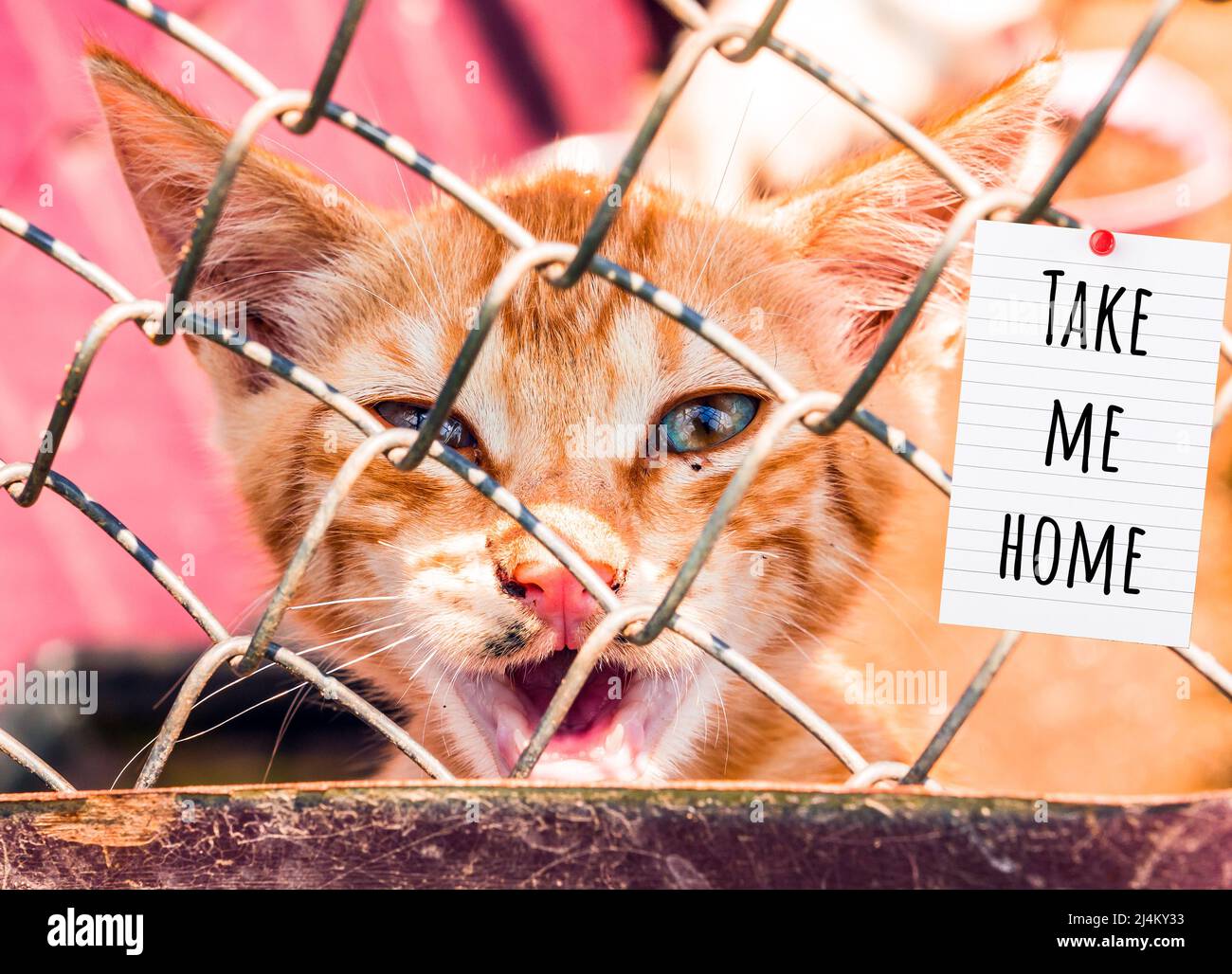 Pet shelter - cats and dogs behind a fence Stock Photo - Alamy