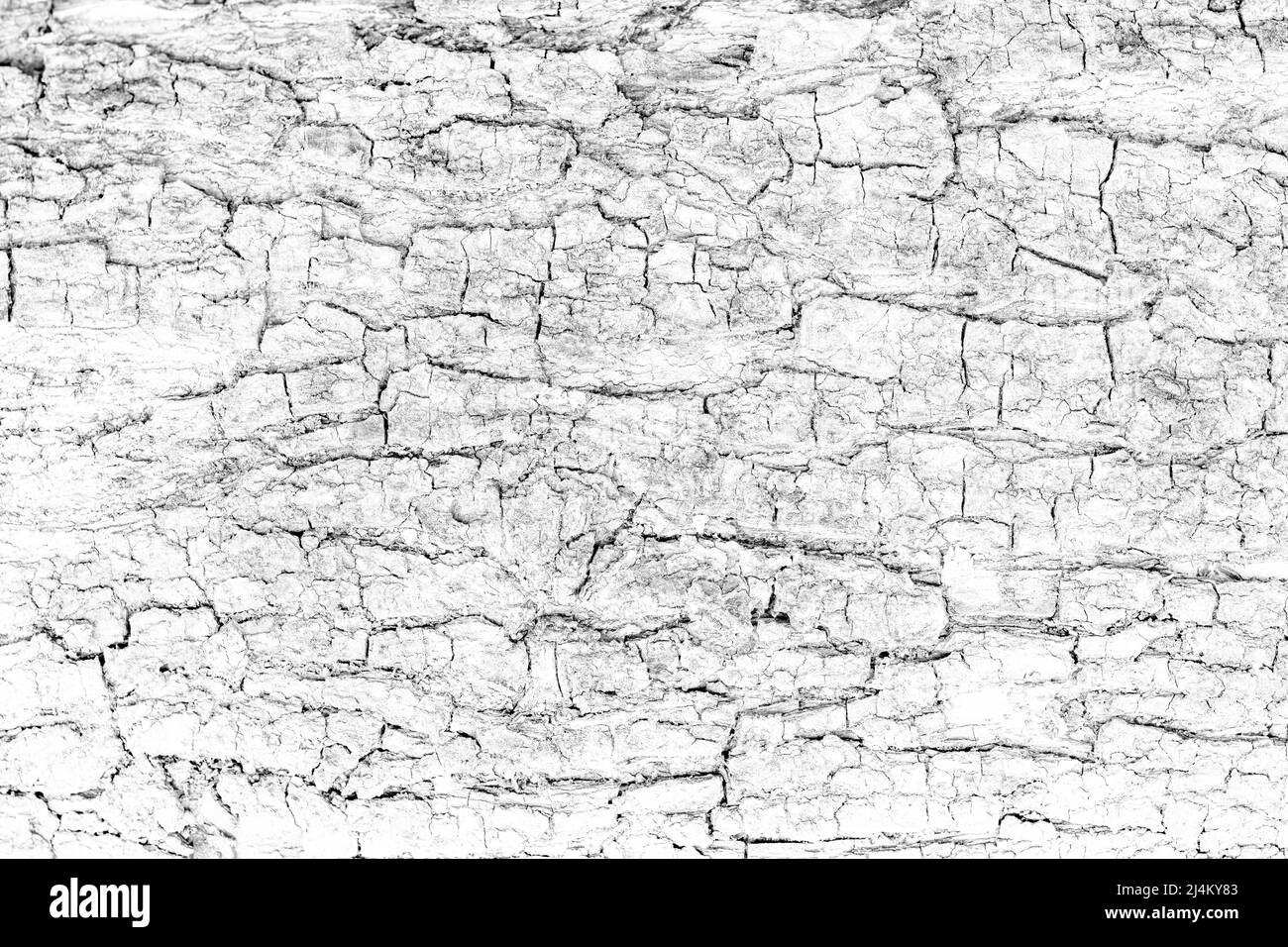 White color rugged tree bark for texture background Stock Photo - Alamy