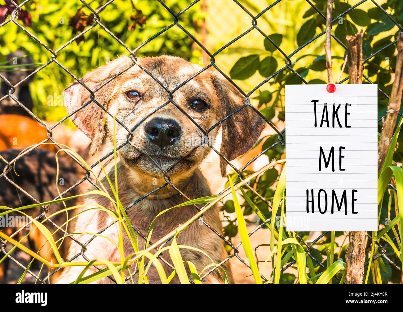 Save dogs and cats hi-res stock photography and images - Alamy