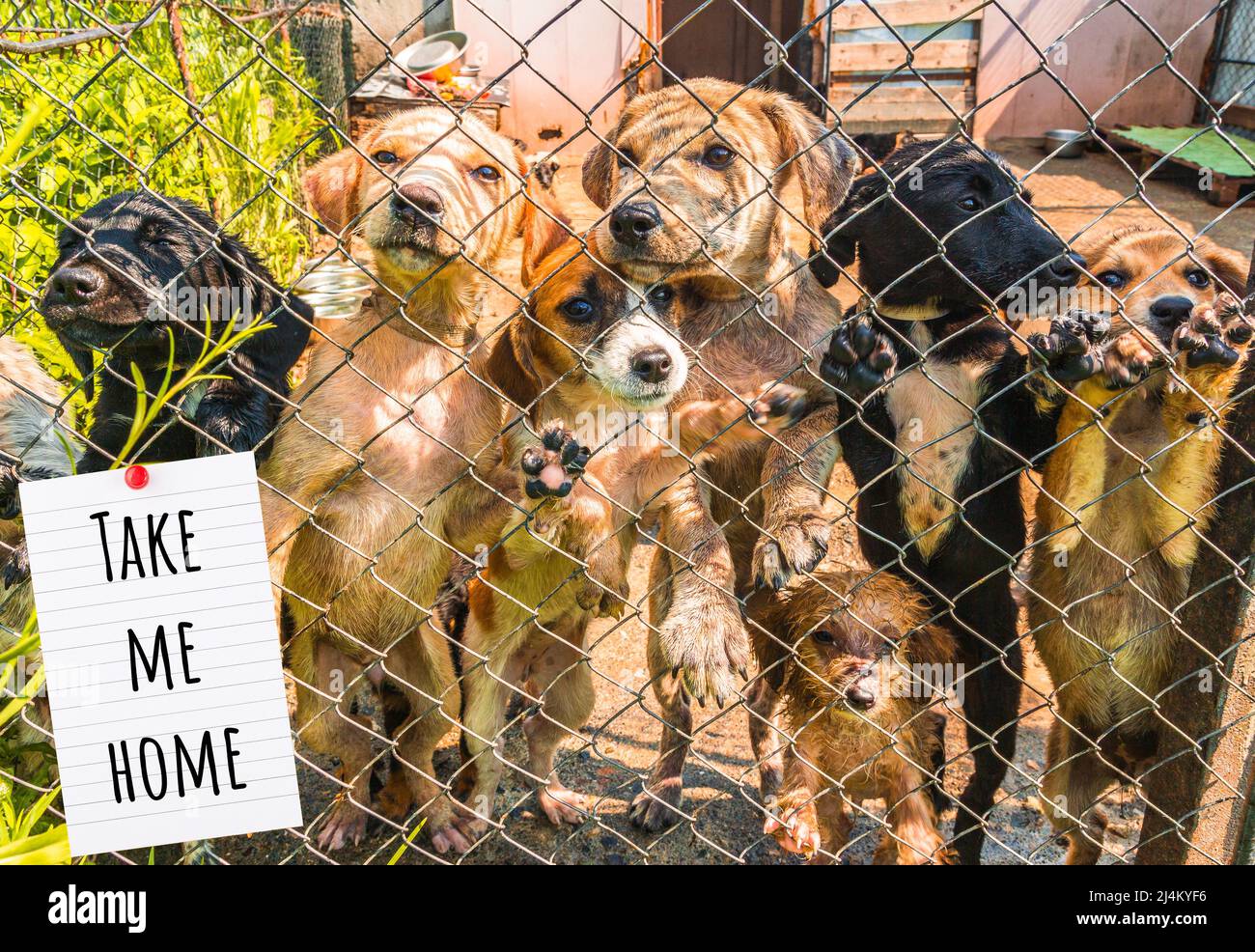 Pet shelter - cats and dogs behind a fence Stock Photo - Alamy