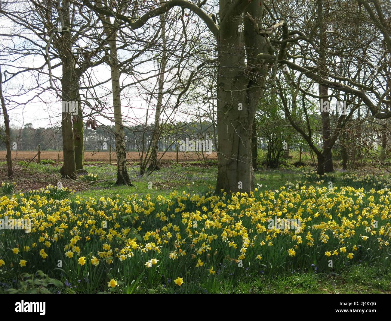 Host of golden daffodils carpet the ground amongst the trees in the ...