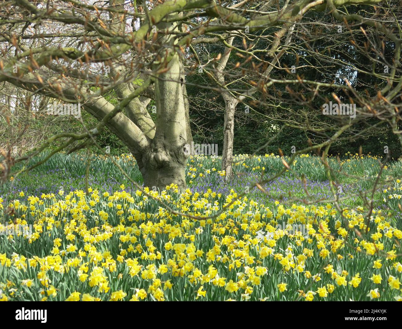 Host of golden daffodils carpet the ground amongst the trees in the ...