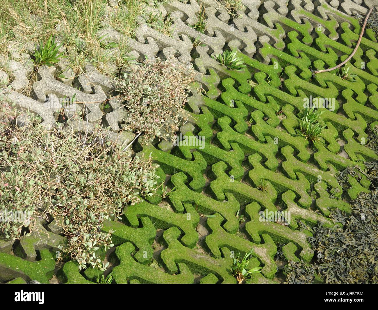 Tidal waters on the River Deben have left rows of seaweed & green algae ...