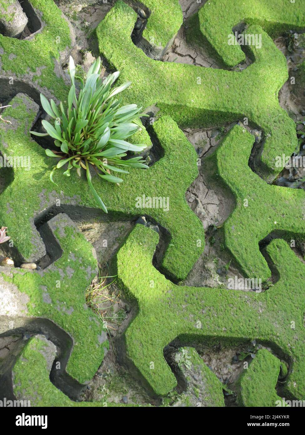 Pattern of dog bone-shaped interlocking concrete blocks that are bright ...