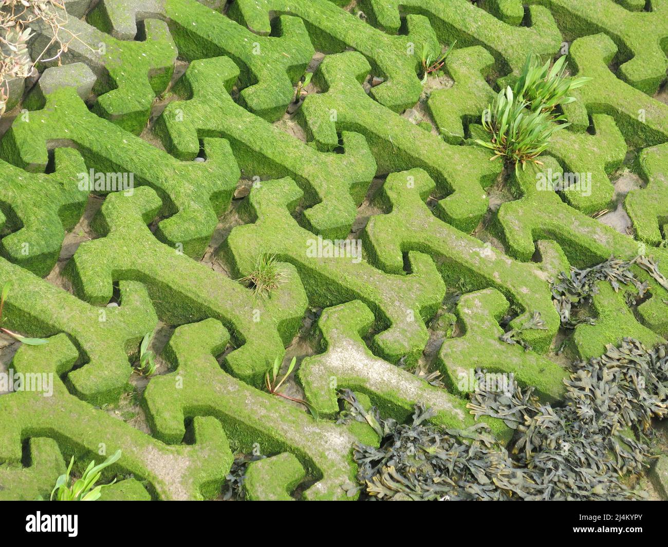 Pattern of dog bone-shaped interlocking concrete blocks that are bright ...