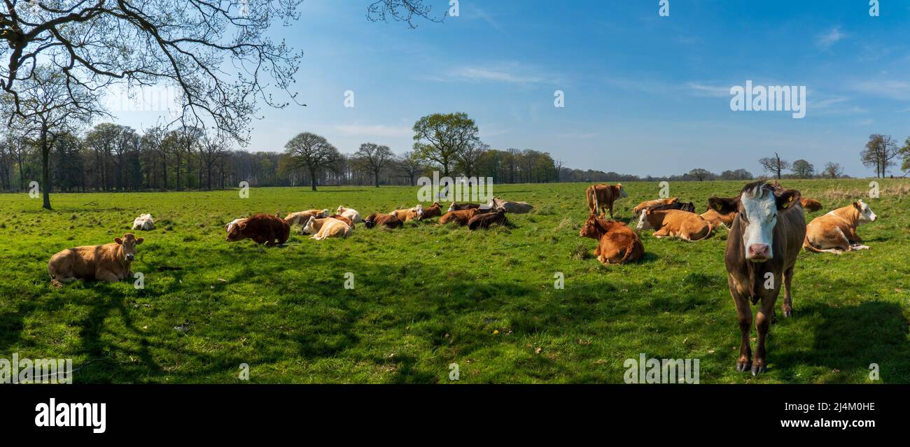 Herd of Cows Blickling Park, Blickling, Norfolk Stock Photo - Alamy