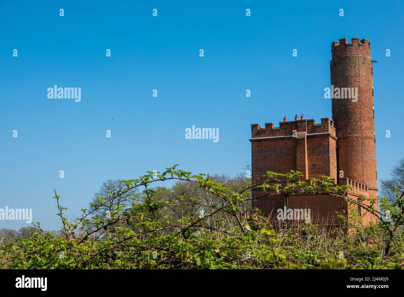 Herd of Cows Blickling Park, Blickling, Norfolk Stock Photo - Alamy