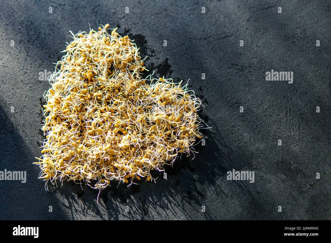 Germinated grains and wheat sprouts, useful organic plants, healthy ...