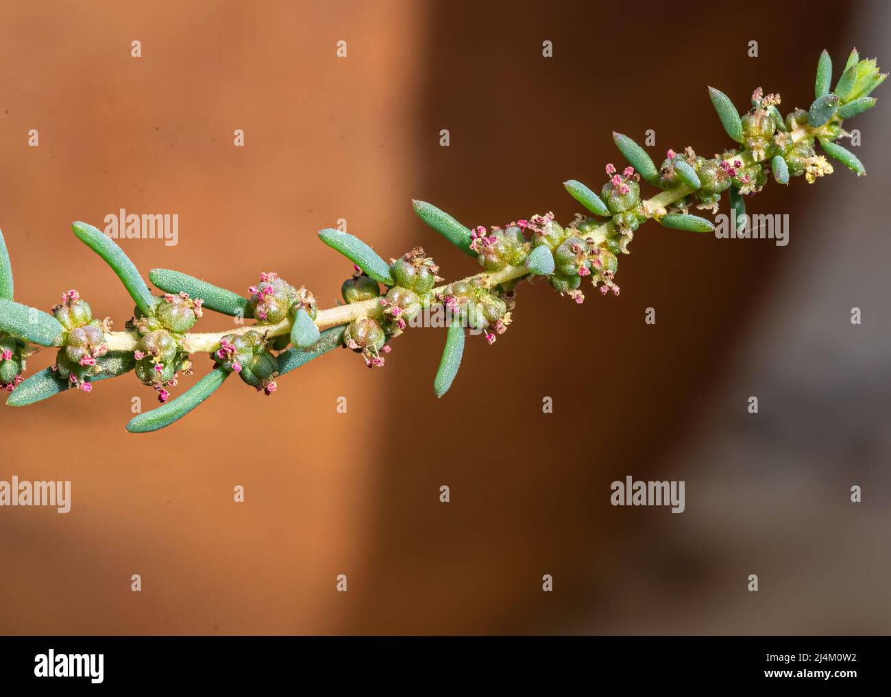 Goose foot hi-res stock photography and images - Alamy