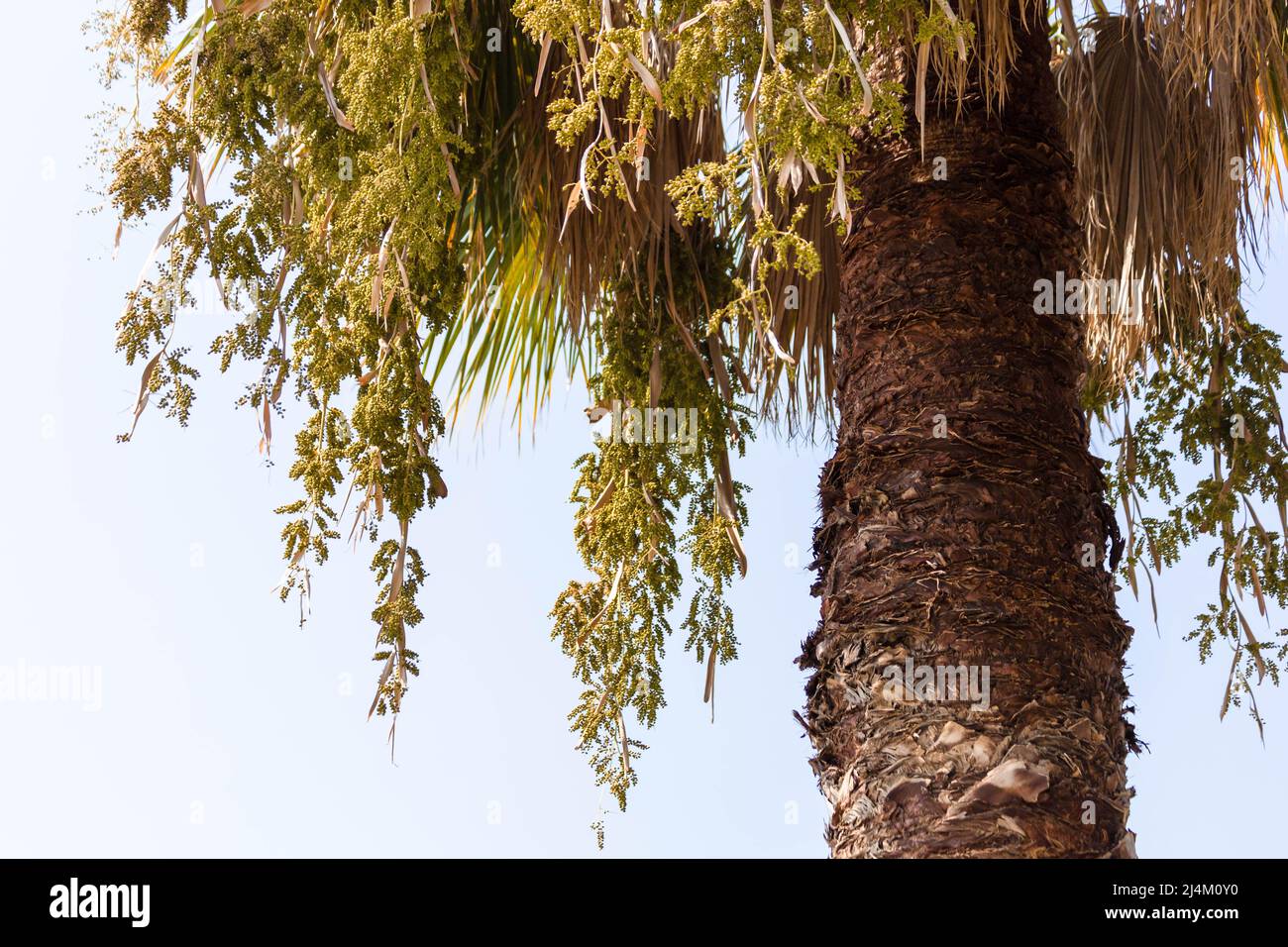 Palm tree close up sunny hi-res stock photography and images - Alamy