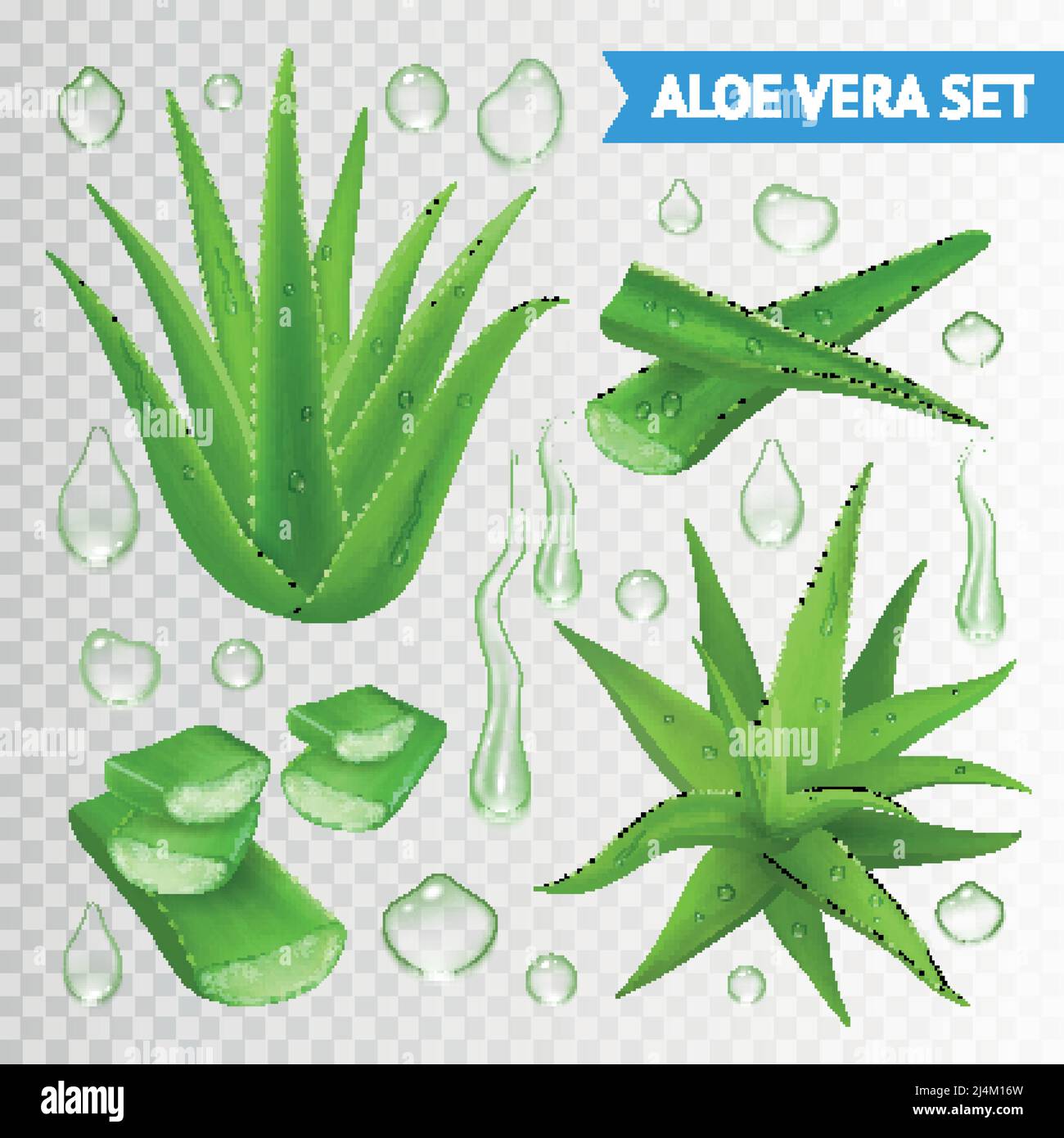 Aloe vera medicinal plant leaves cuttings and juice drops elements ...