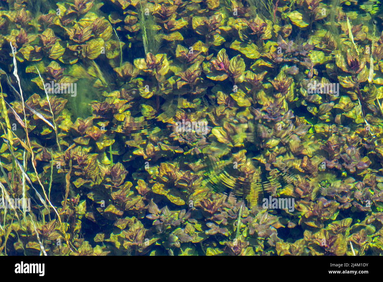 Iridescent algae hi-res stock photography and images - Alamy