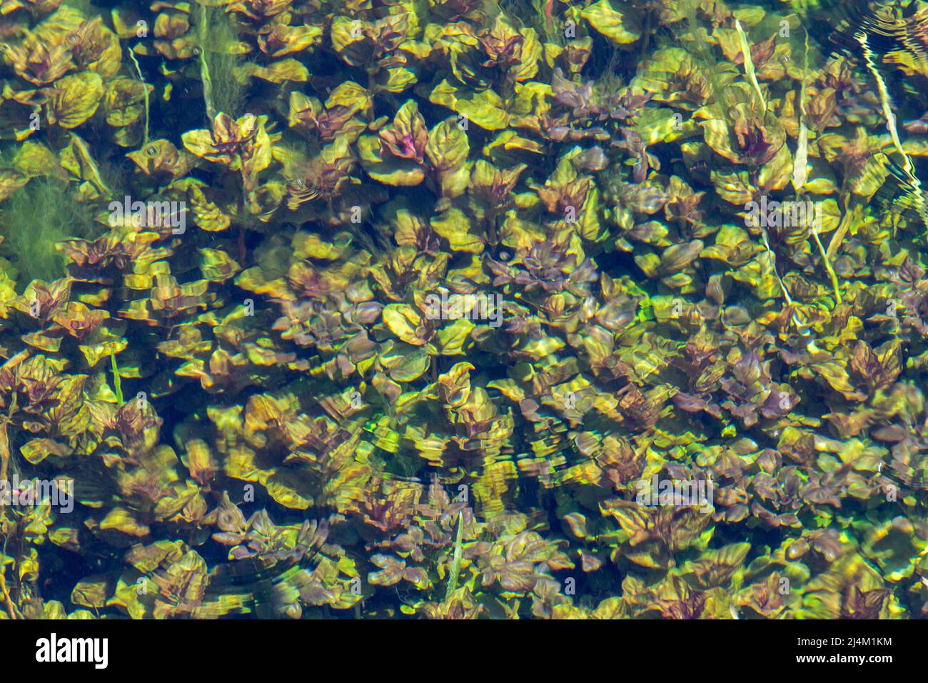 The image of leaves, algae and various plants living underwater. Green ...