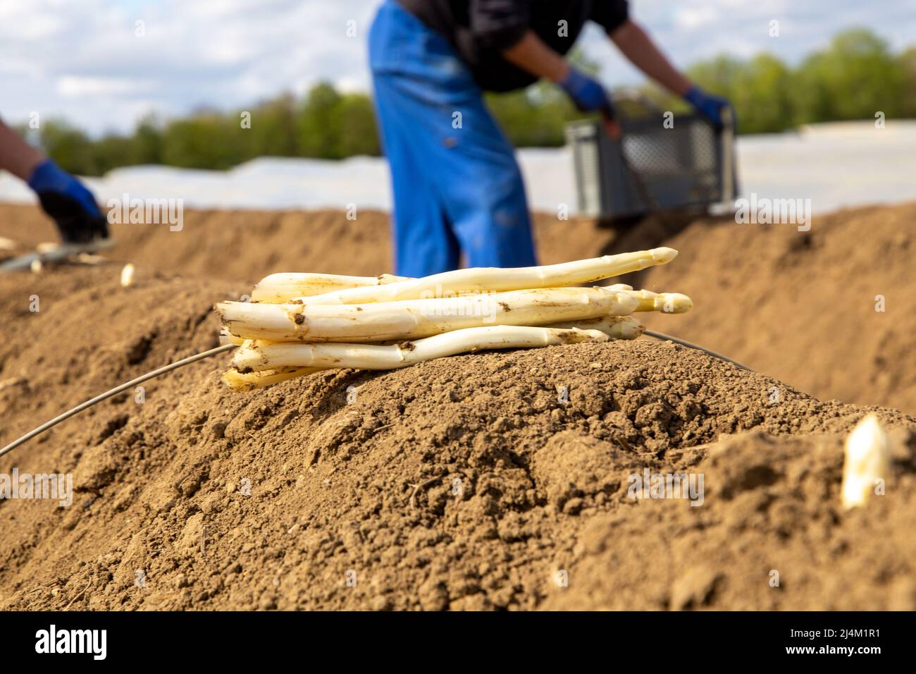 Agricultural asparagus harvest Stock Photo - Alamy