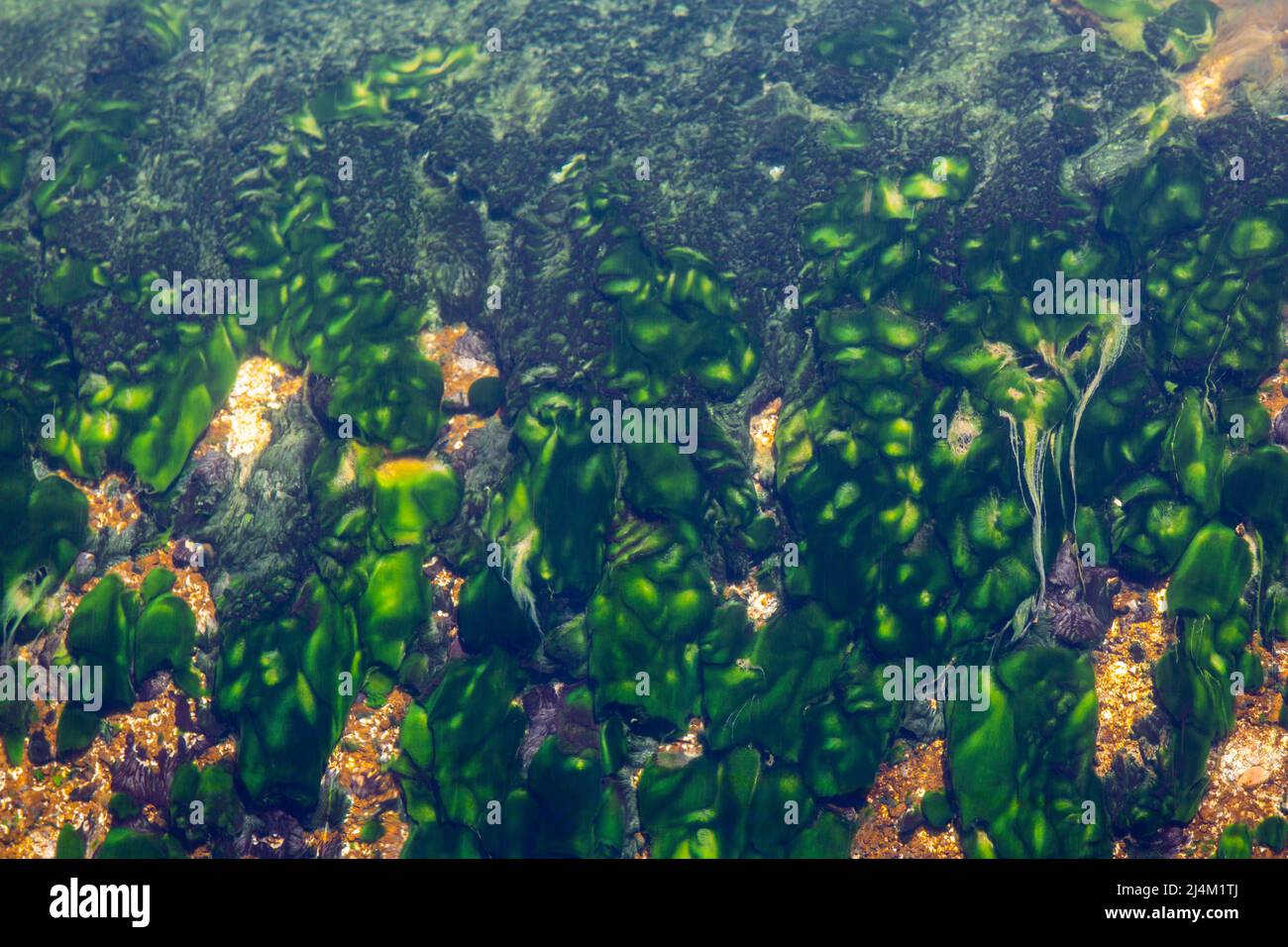The image of leaves, algae and various plants living underwater. Green ...