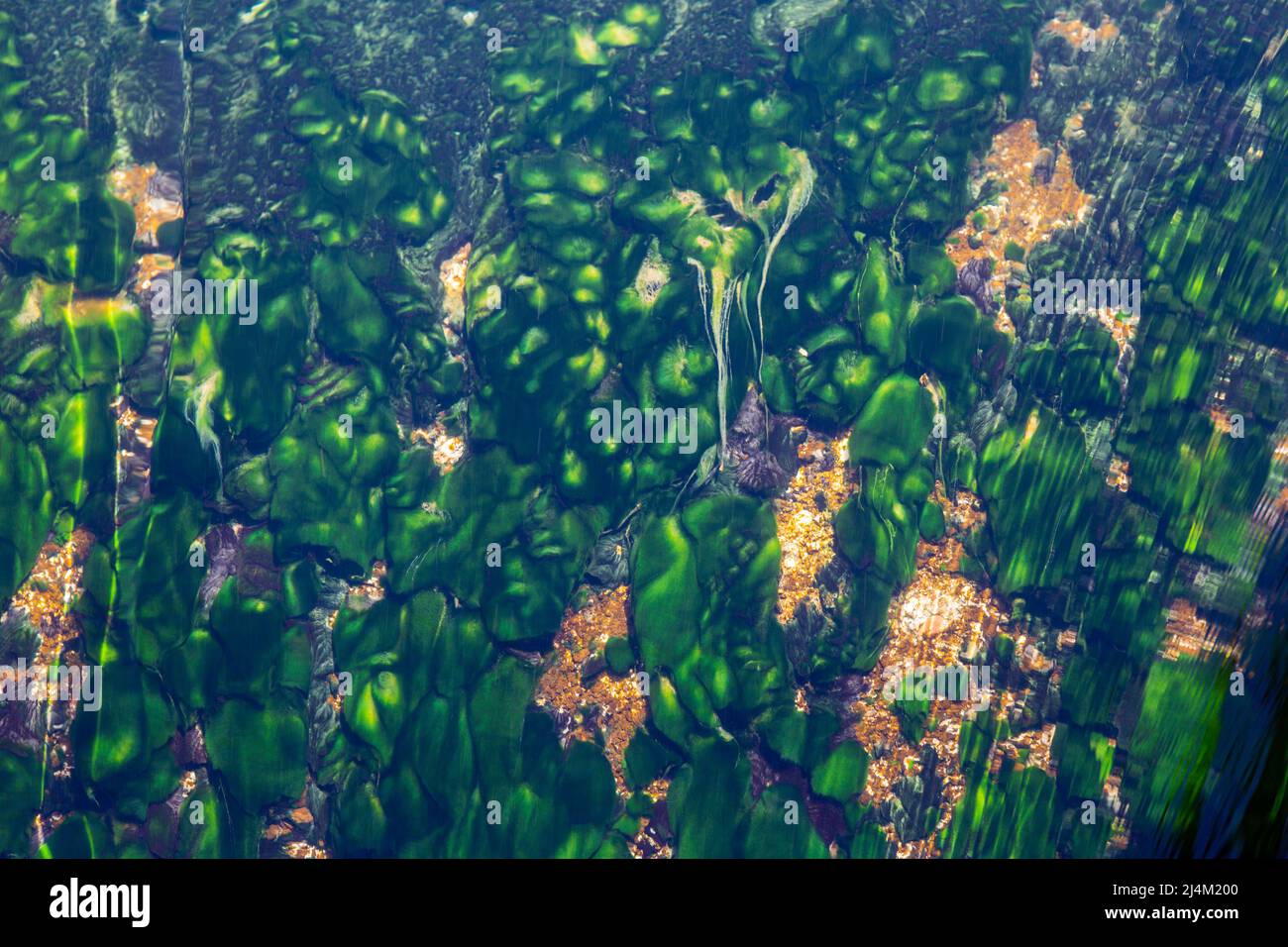 The image of leaves, algae and various plants living underwater. Green ...
