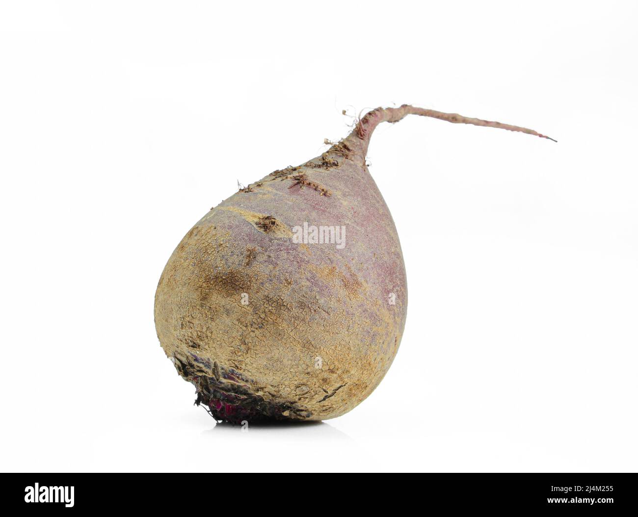 Single organic beet plant isolated on white background. Delicious ...