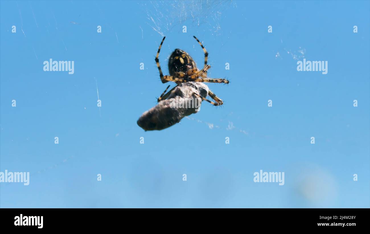 Cocoon dead hi-res stock photography and images - Alamy